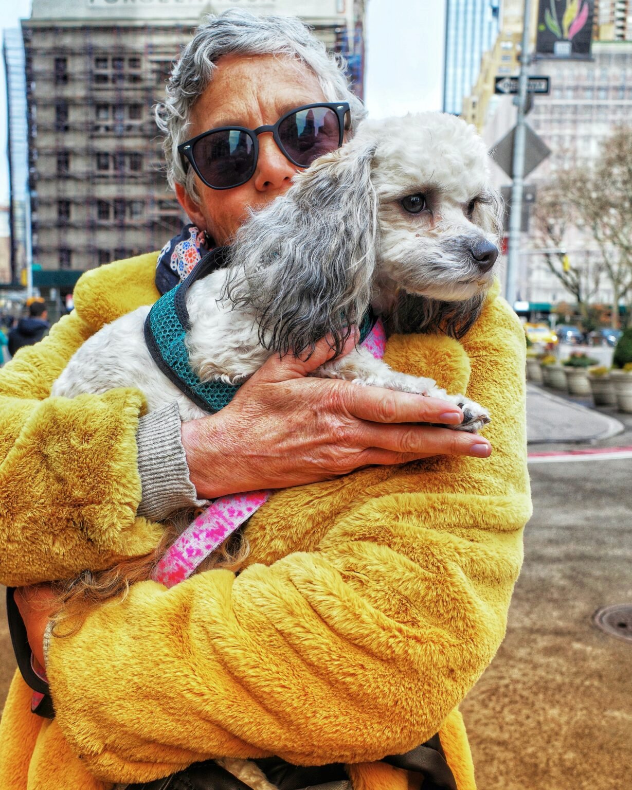 What To Know About Adopting a Disabled Dog