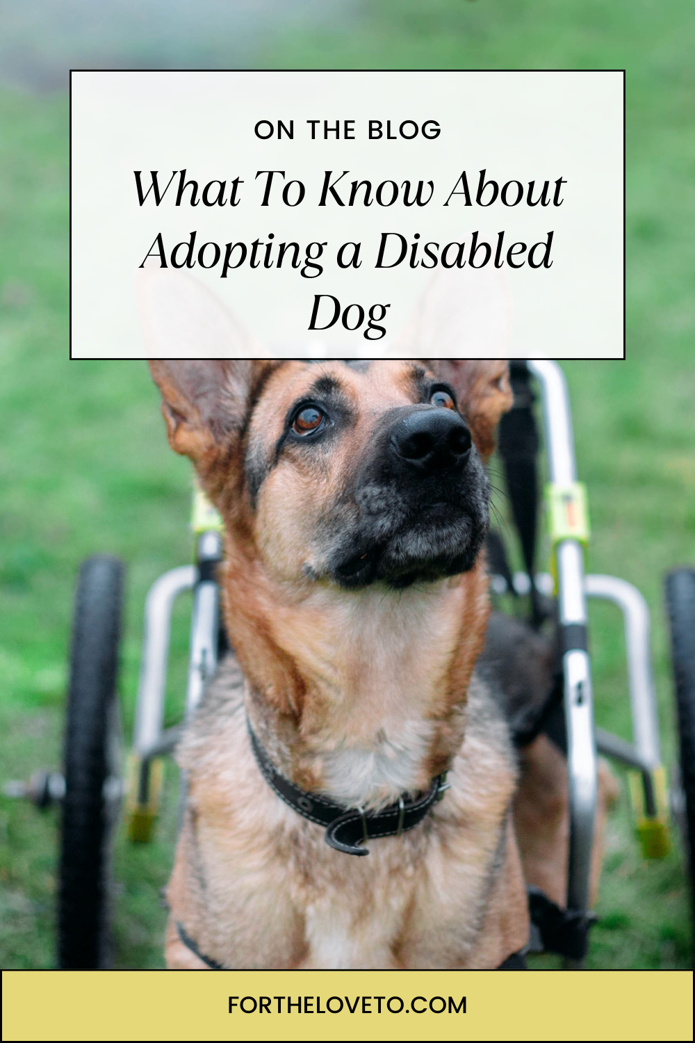 What To Know About Adopting a Disabled Dog