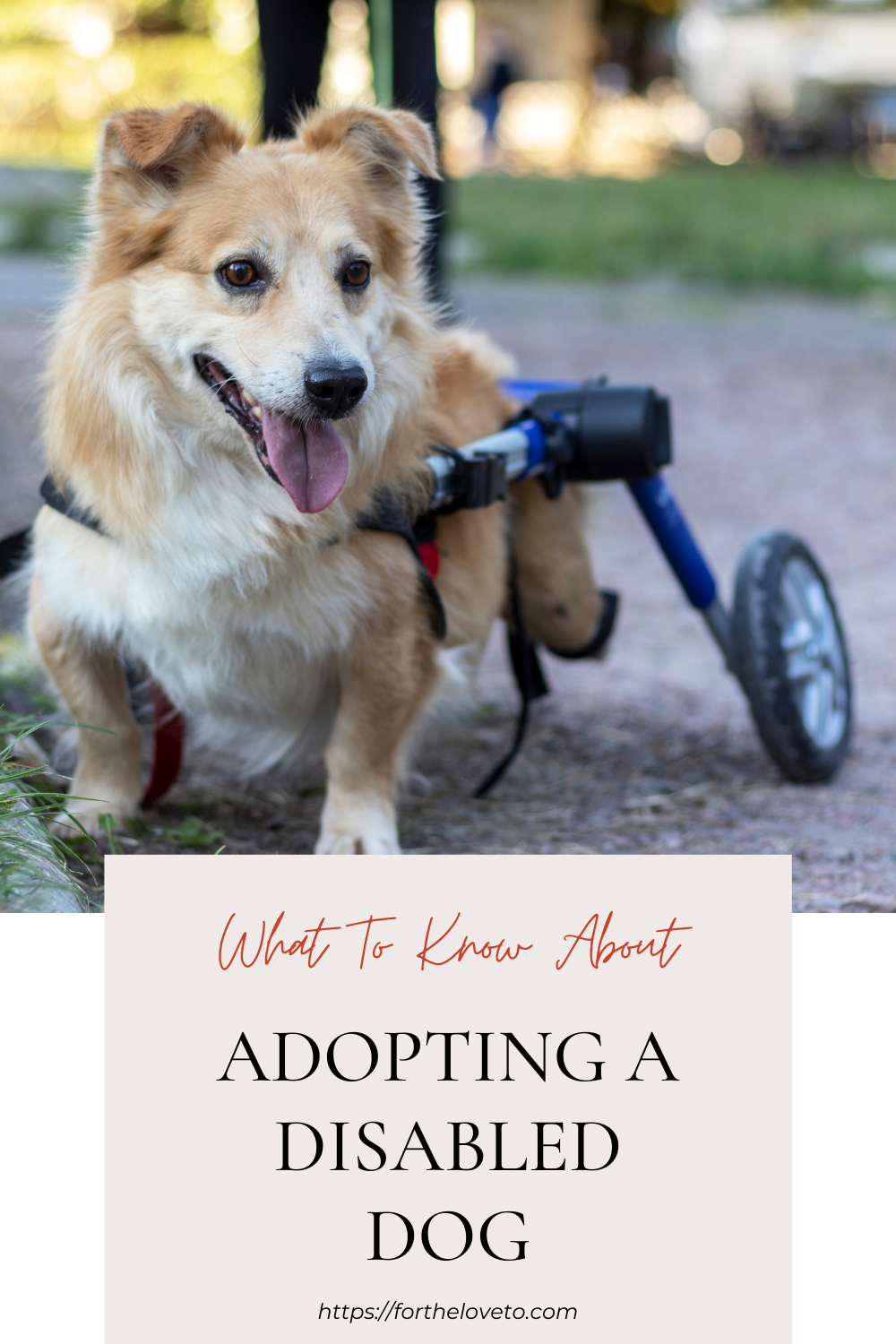 What To Know About Adopting a Disabled Dog