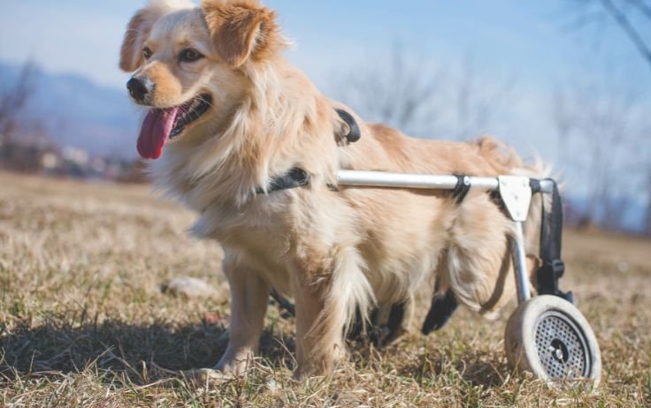 What To Know About Adopting a Disabled Dog